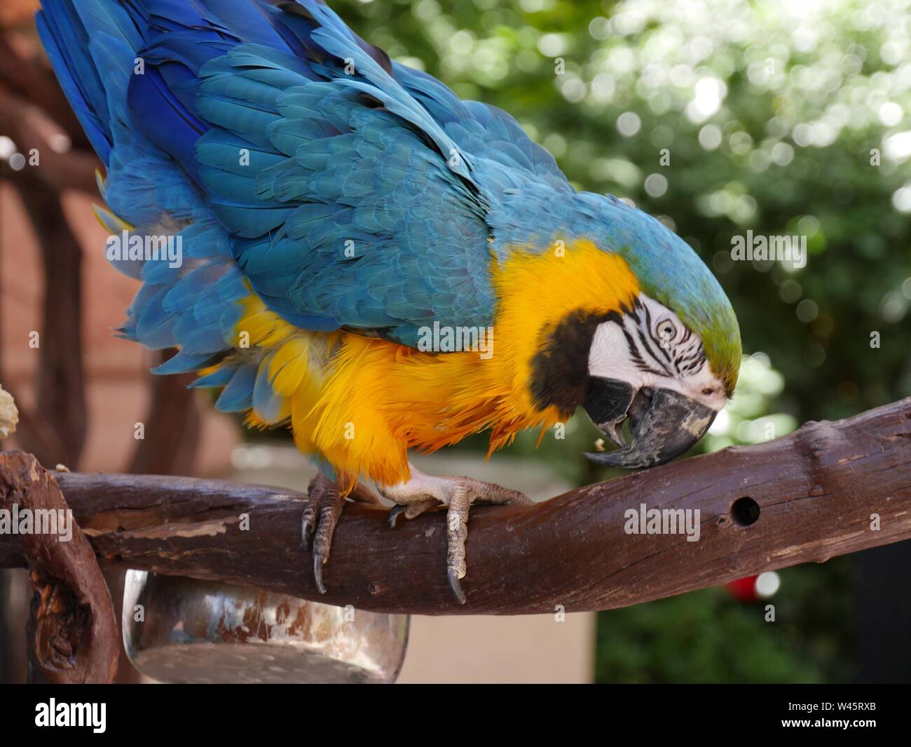 Colorful parrot with head bent Stock Photo - Alamy