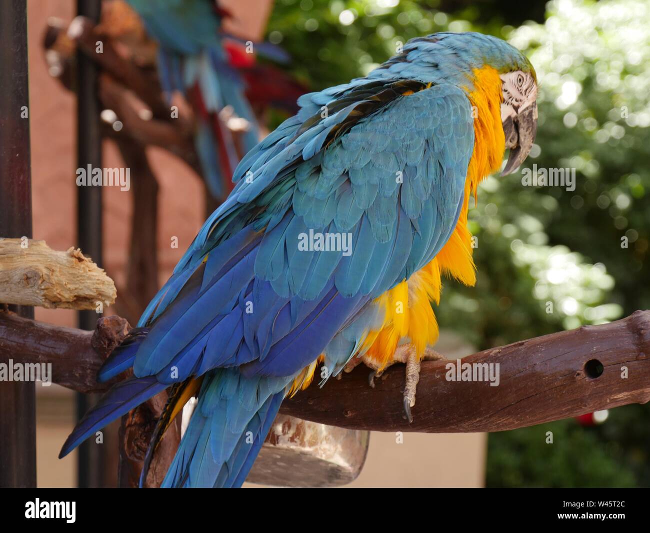 Full view of a colorful parrot, back side view Stock Photo - Alamy