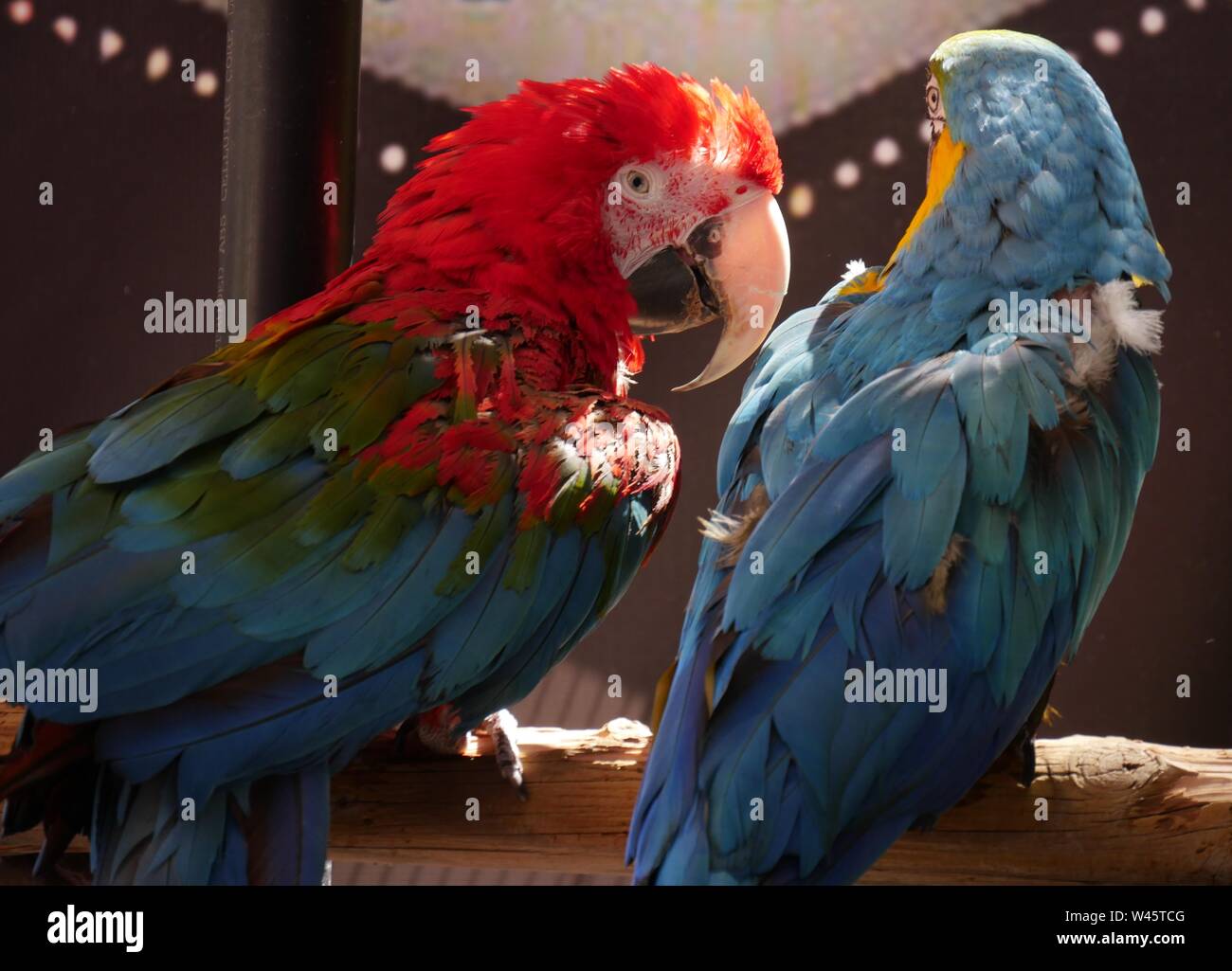 Back view of parakeet hi-res stock photography and images - Alamy