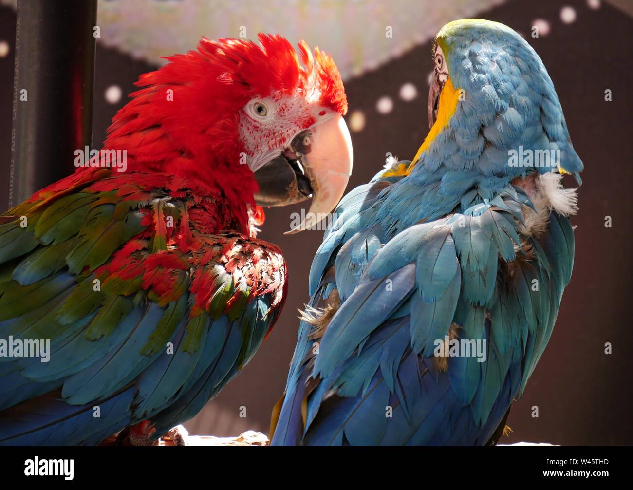 Close up back view of two colorful parrots Stock Photo - Alamy