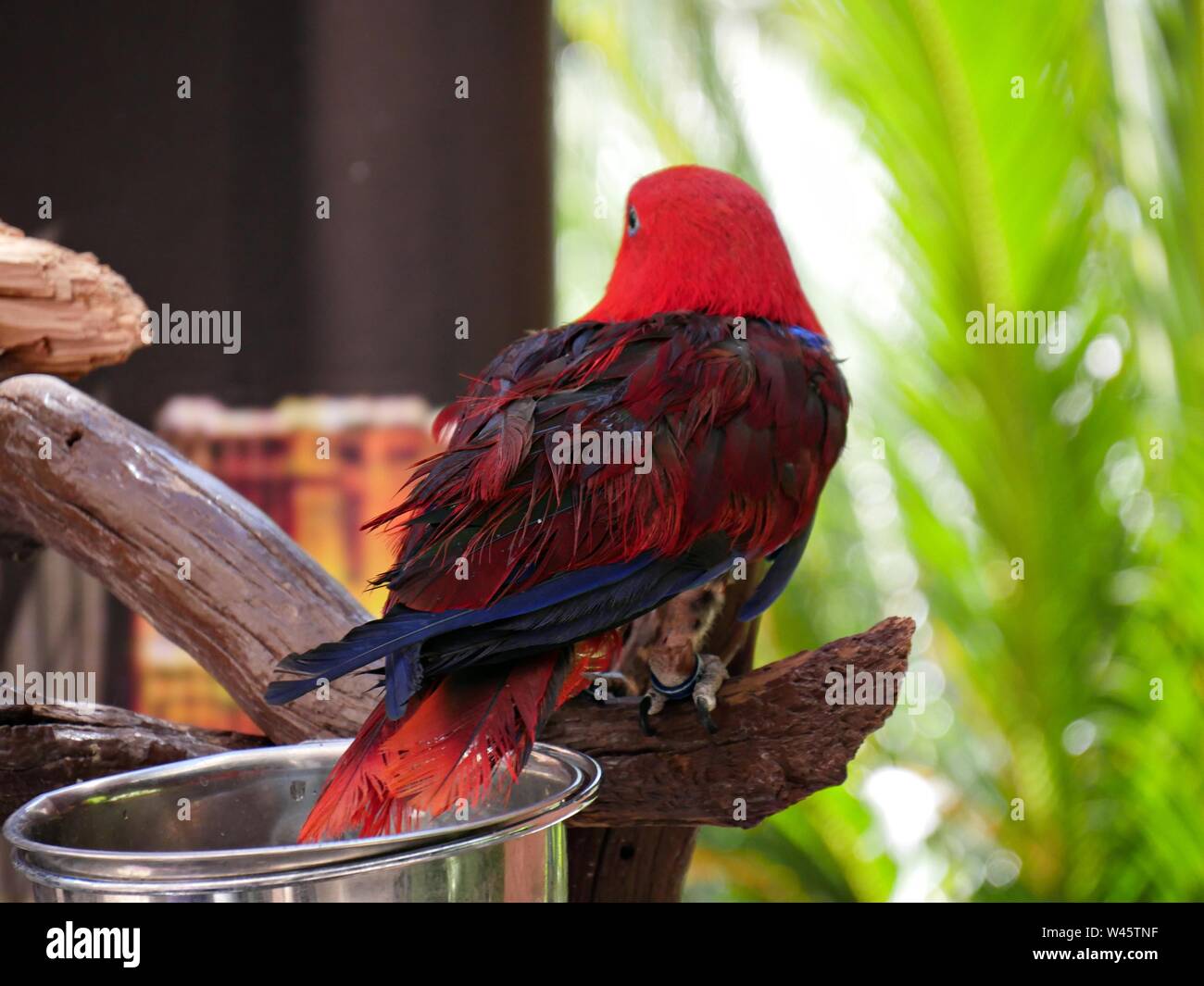 Back view of a colorful parrot, with soft background Stock Photo - Alamy