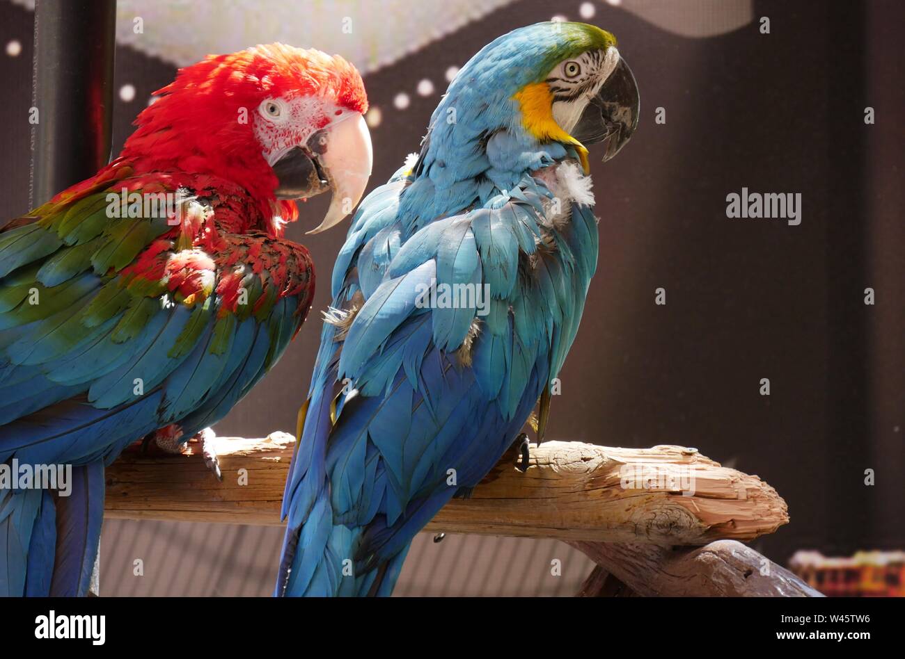 Two parrots, back side view with soft background Stock Photo - Alamy