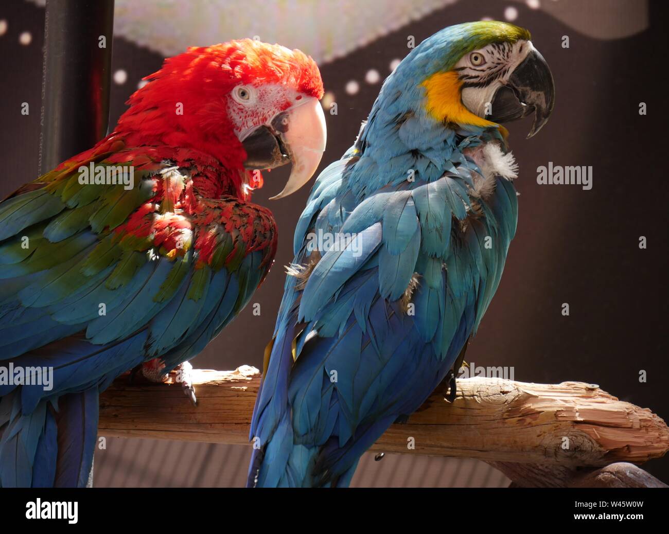 Medium close up of two parrots, back side view Stock Photo - Alamy