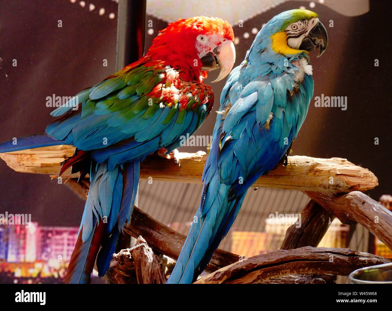 Full back side view of two colorful parrots, soft background Stock Photo - Alamy