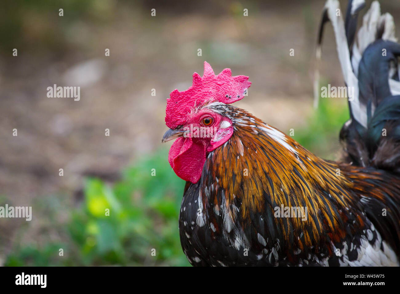 Chicken rooster of the breed Stoapiperl / Steinhendl, a critically ...