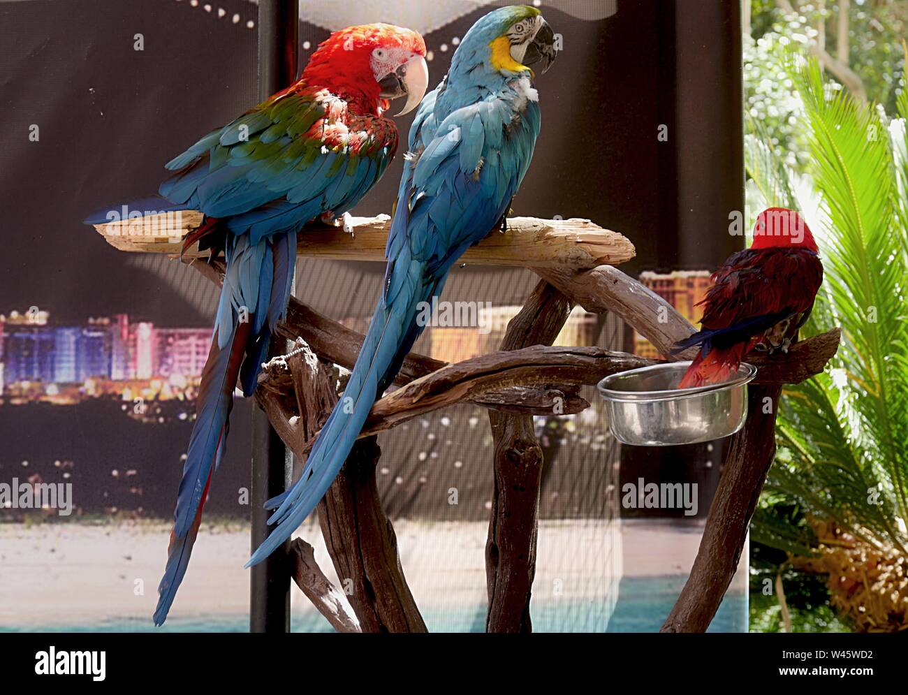 Wide view of three colorful parrots, backside shot Stock Photo - Alamy