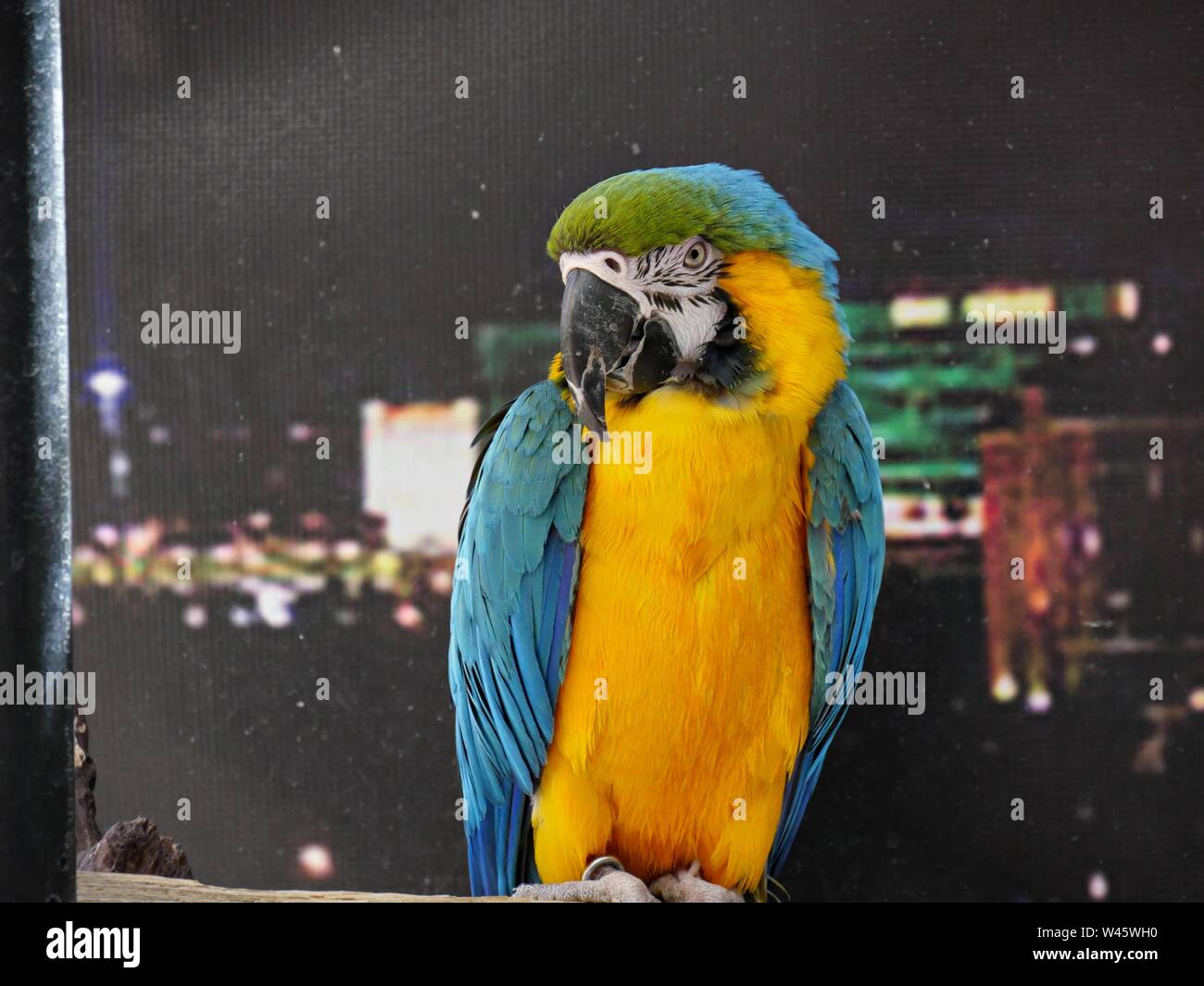 Medium wide shot of a colorful parrot, front view Stock Photo - Alamy