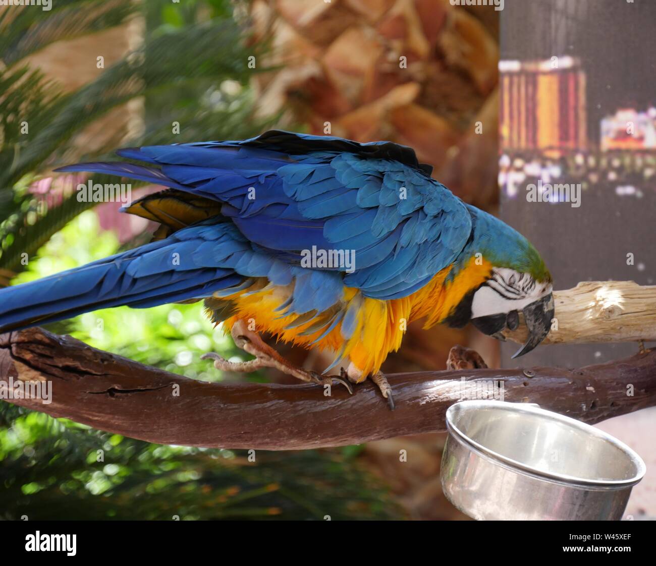 Full body of a parrot bending down to check on his food from a ...
