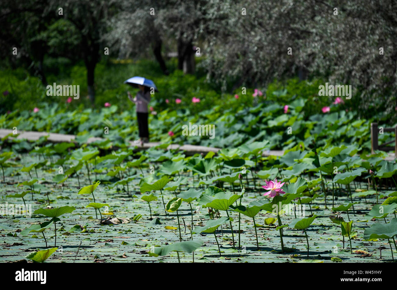 Yinchuan. 20th July, 2019. Photo taken on July 20, 2019 shows blooming ...