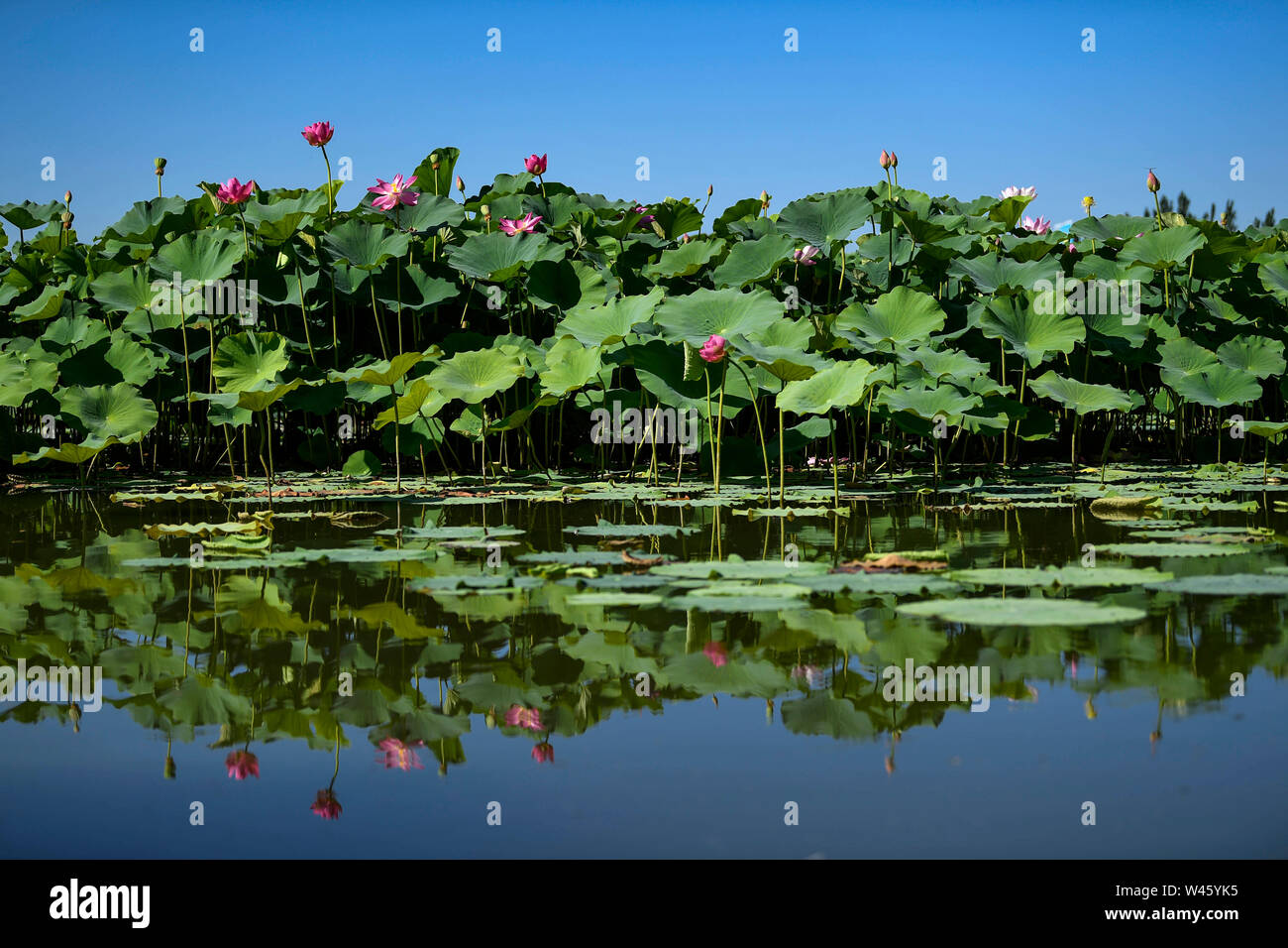 Yinchuan. 20th July, 2019. Photo taken on July 20, 2019 shows blooming ...