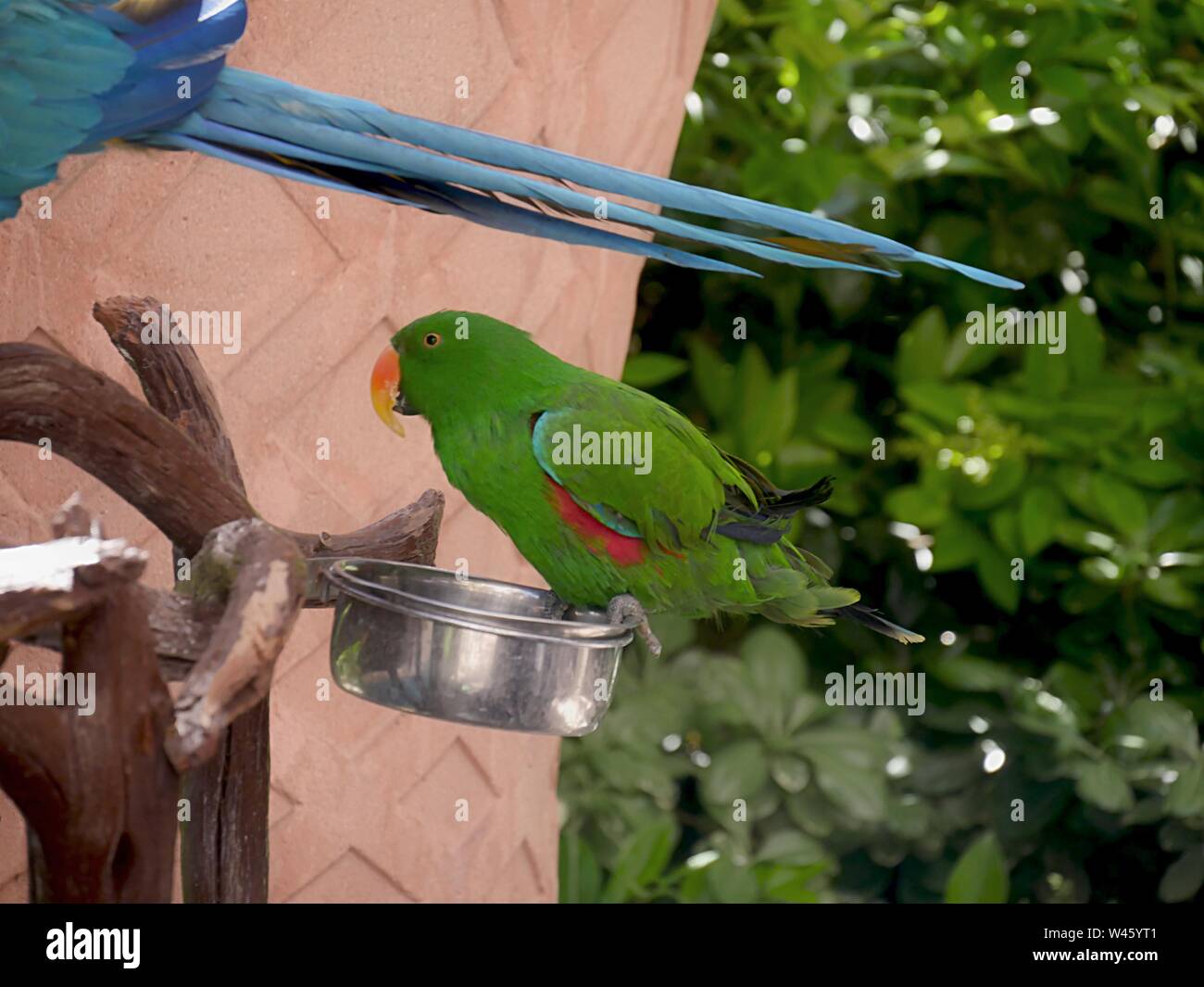 Green and red parrot perched on a metal container bowl, with the tail ...