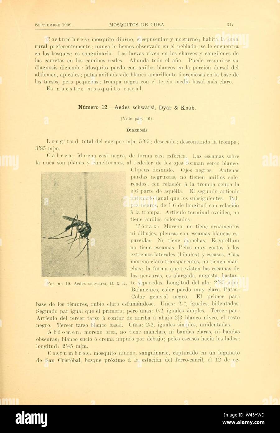 Contribution al estudio de los mosquitos de Cuba (Page 317 Stock Photo ...