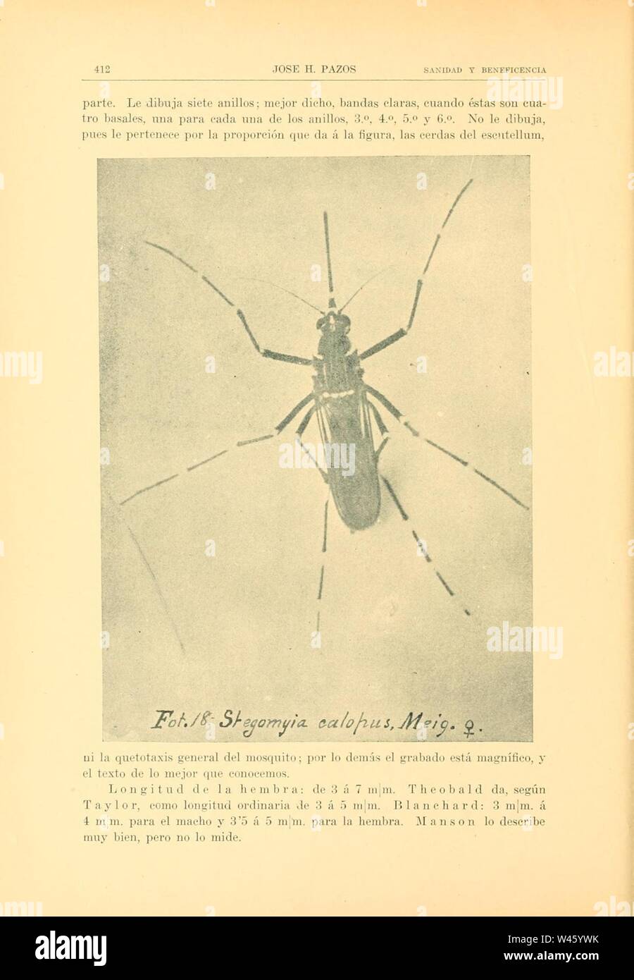Contribution al estudio de los mosquitos de Cuba (Page 412 Stock Photo ...