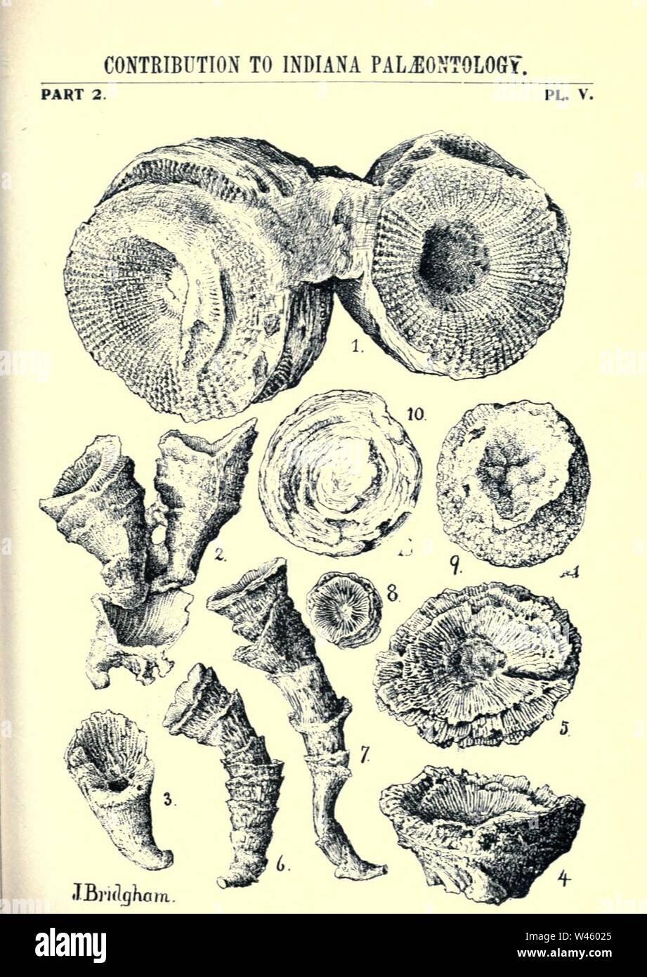 Contribution to Indiana palaeontology Stock Photo - Alamy