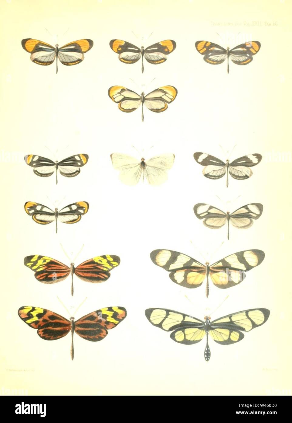 Contributions to an insect fauna of the Amazon Valley Stock Photo - Alamy