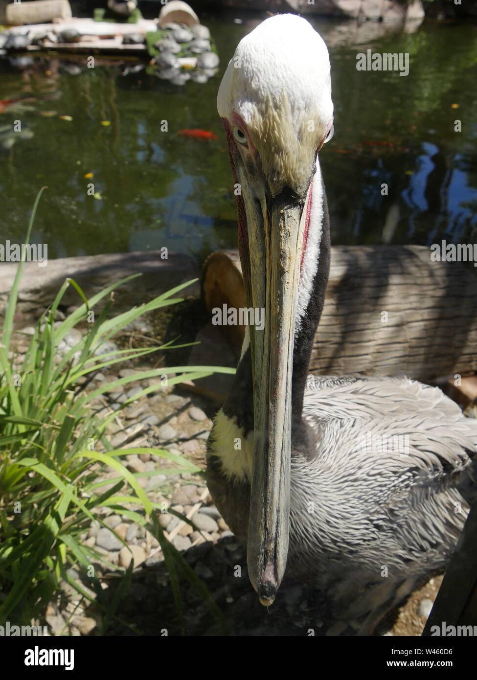 Close up of a brown pelican by the pond facing the front Stock Photo ...