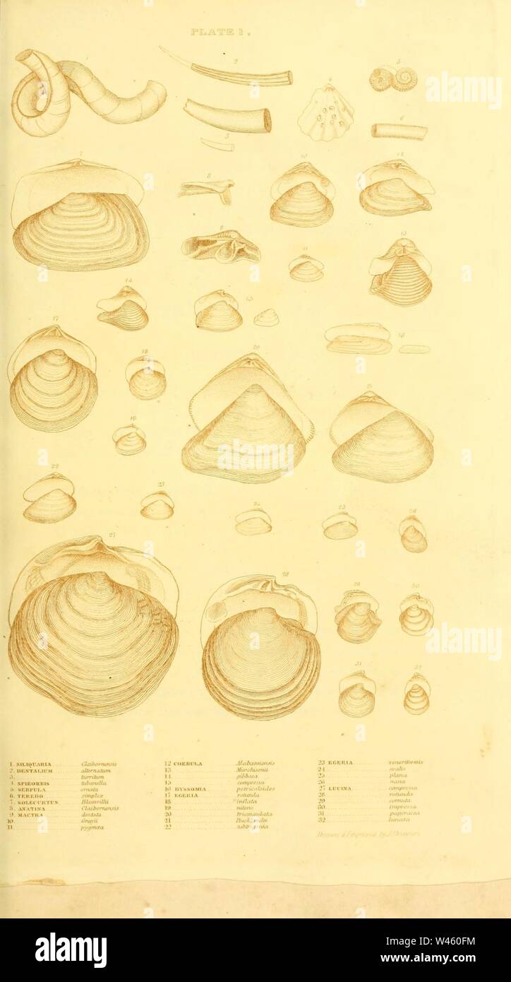 Contributions to geology (Plate I Stock Photo - Alamy