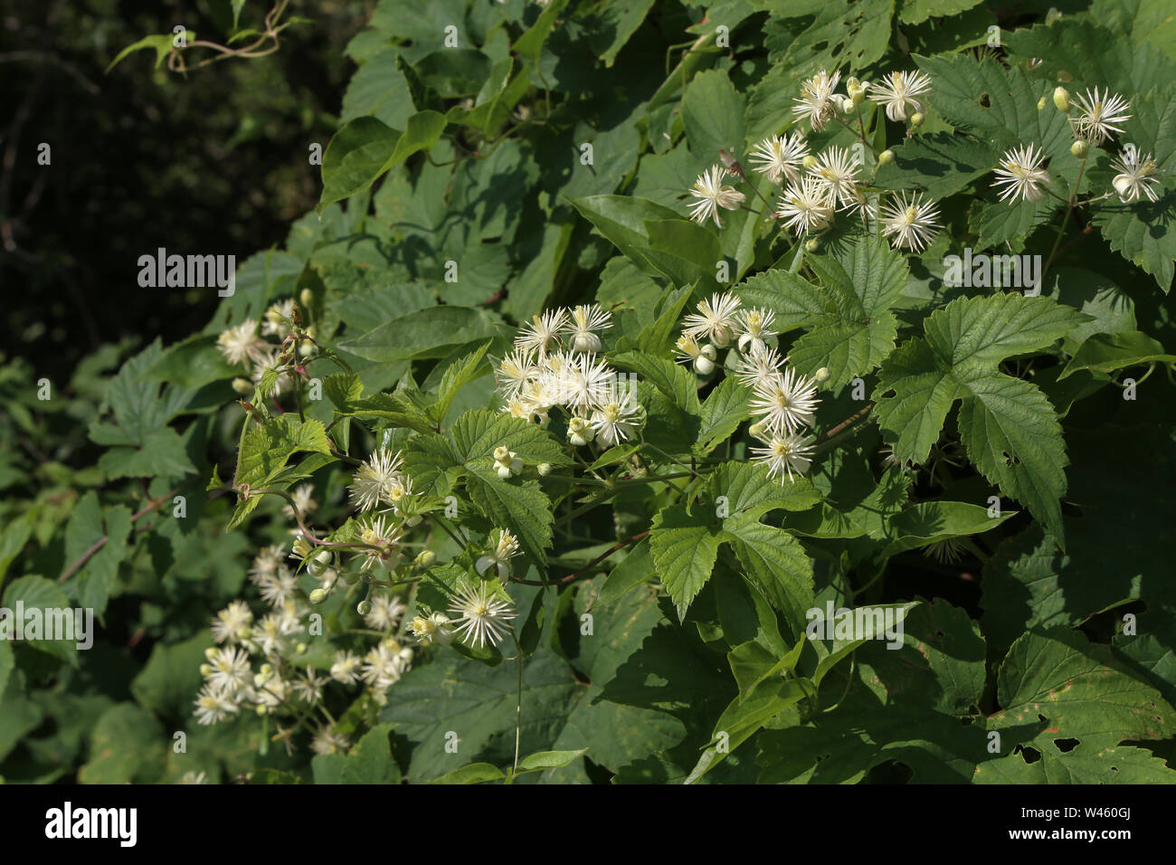 White flowers of blooming Wild Clematis, Clematis vitalba Stock Photo ...