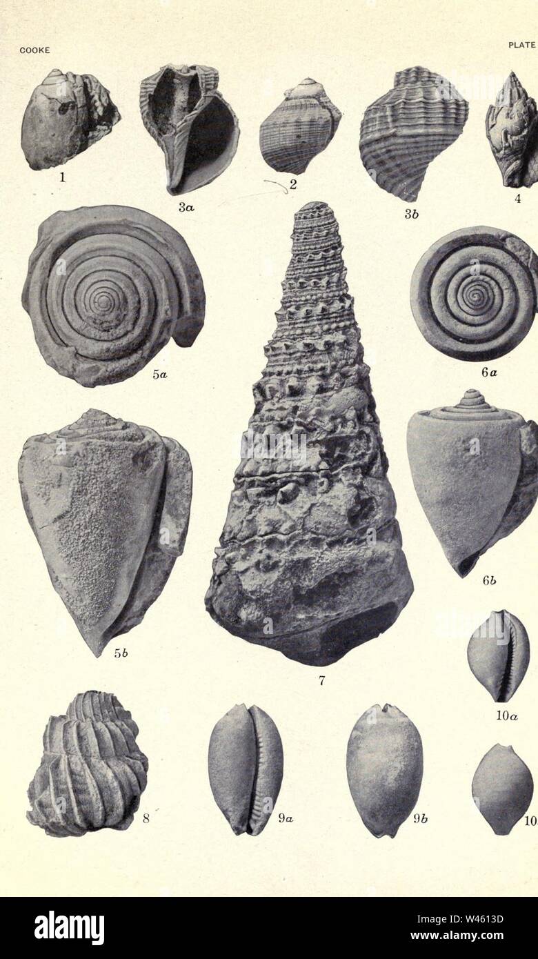 Contributions to the geology and paleontology of the West Indies Stock ...