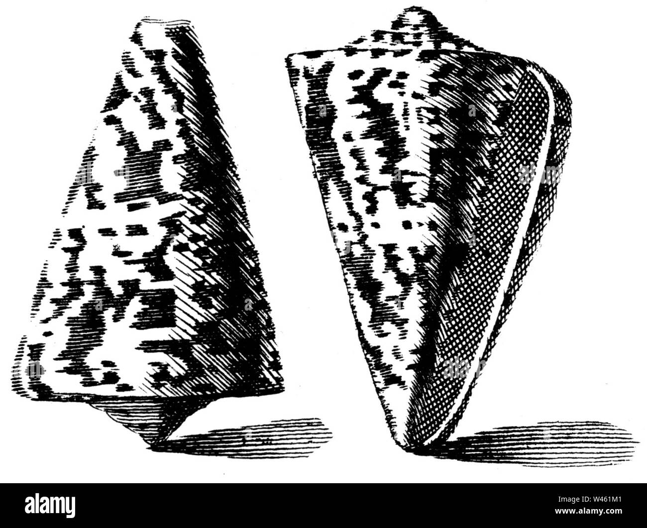 Conus litteratus hi-res stock photography and images - Alamy