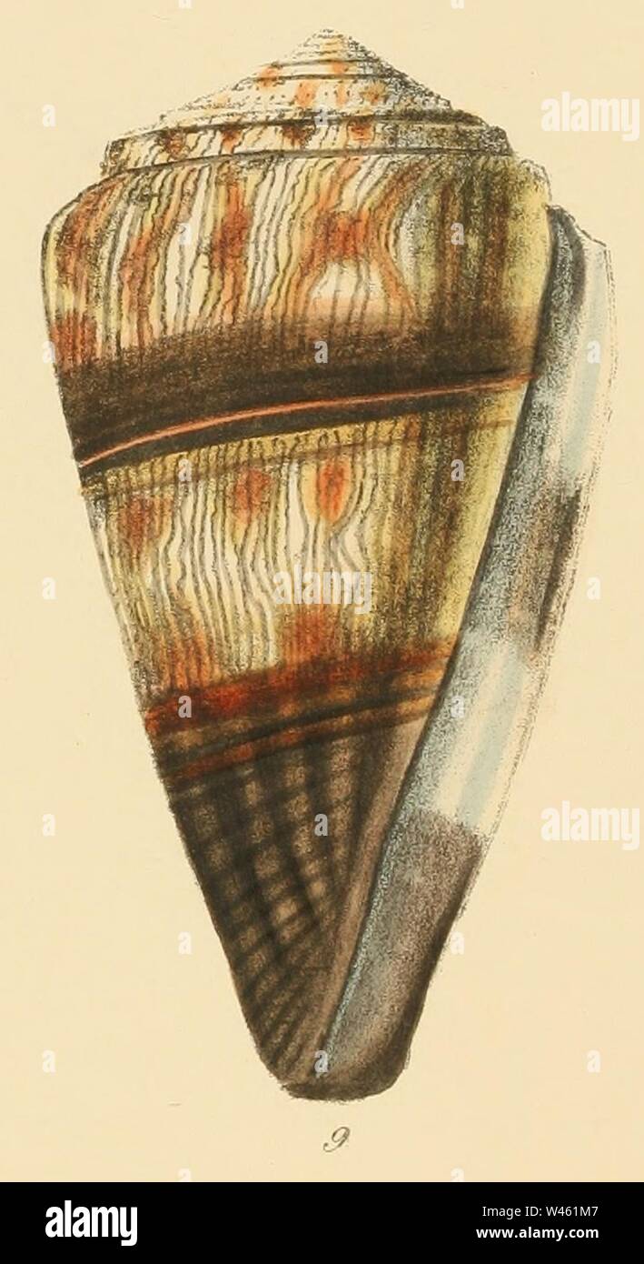 Conus miles Reeves 1843 Stock Photo - Alamy