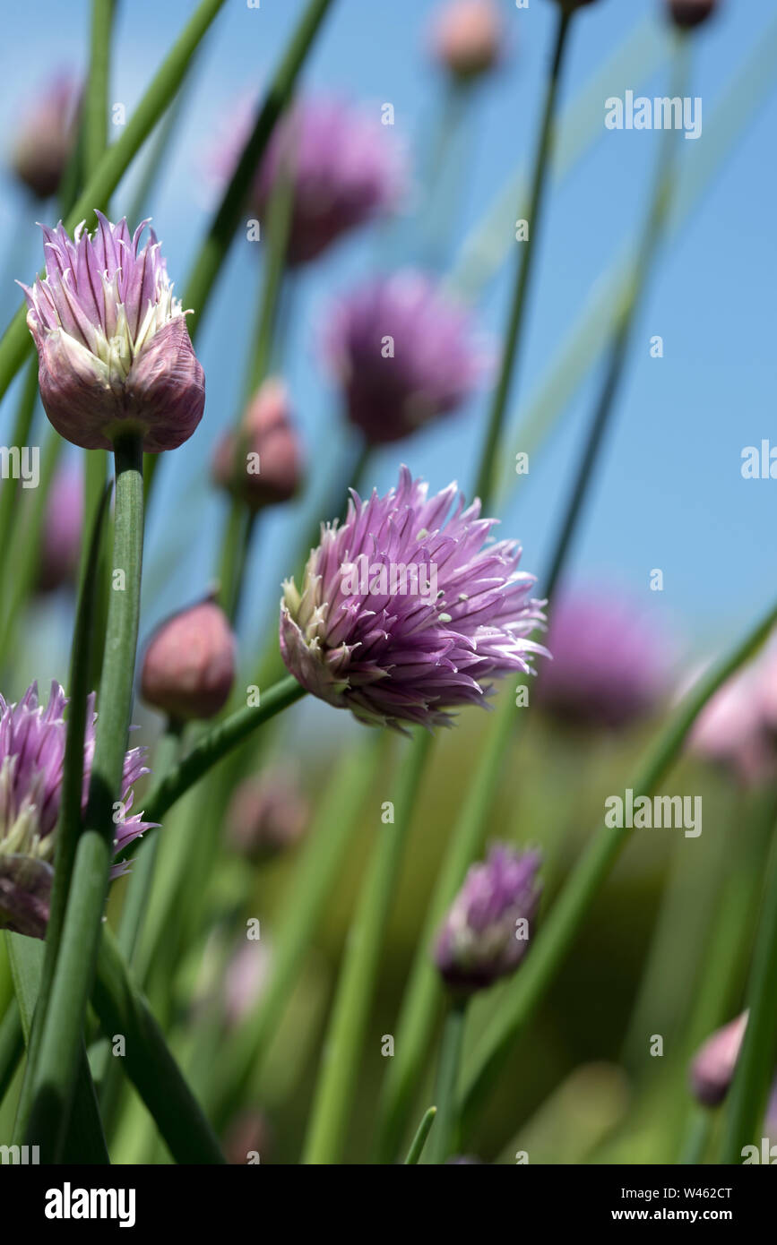 An edible species of the allium genus chive plant hi-res stock ...