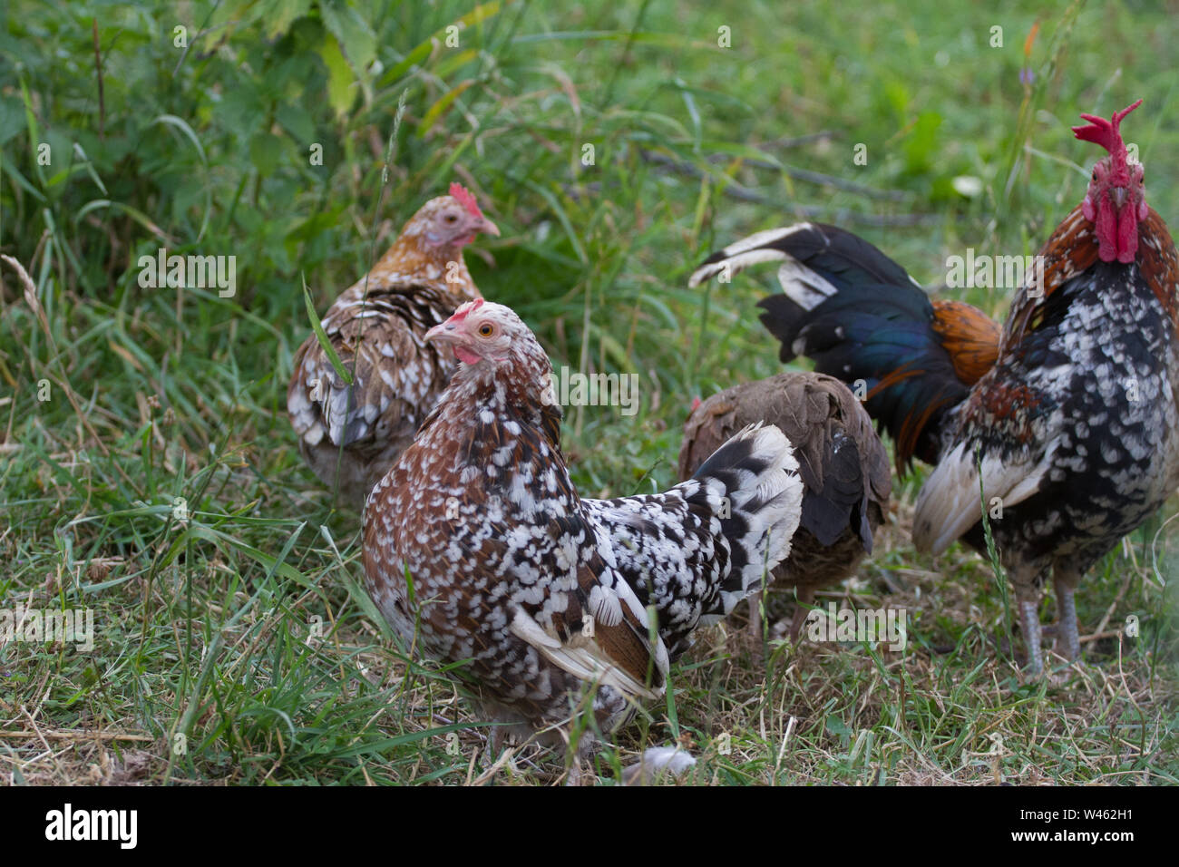 Rooster and hens (Stoapiperl / Steinhendl, a critically endangered ...