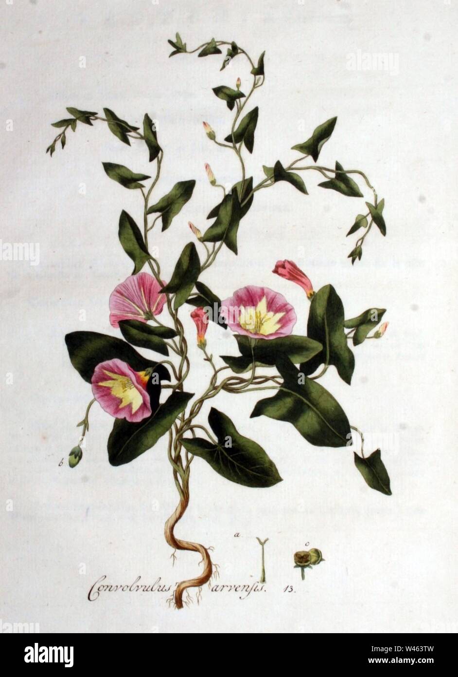 Convulvulus arvensis — Flora Batava — Volume v1 Stock Photo - Alamy