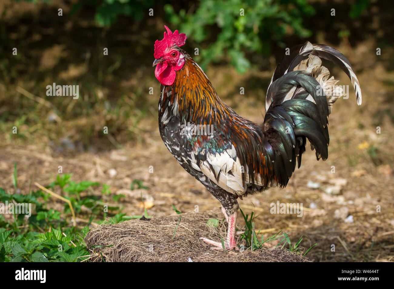 Chicken rooster of the breed Stoapiperl / Steinhendl, a critically ...