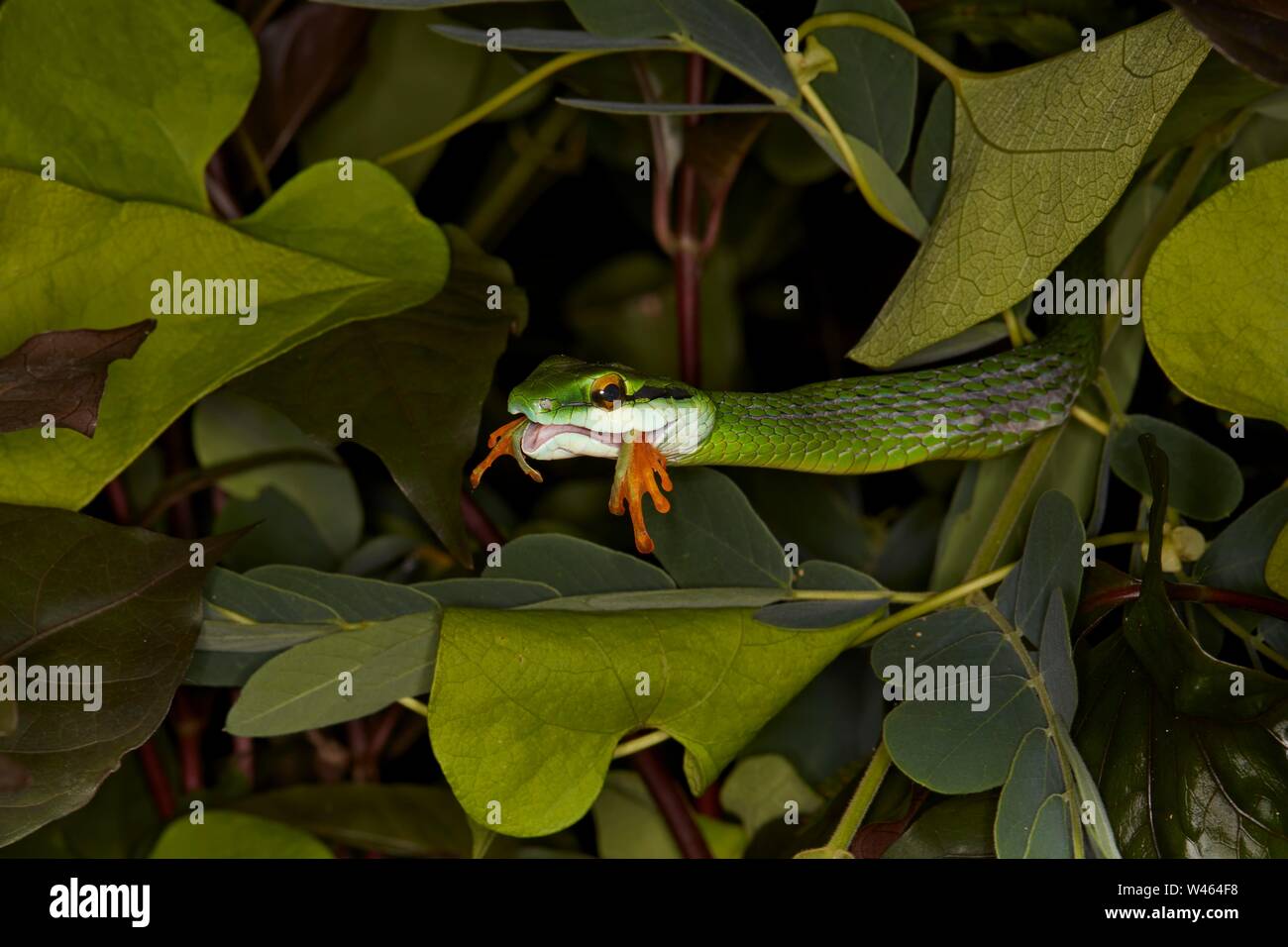 Mexican parrot snake (Leptophis mexicanus) devours red-eyed tree frog ...