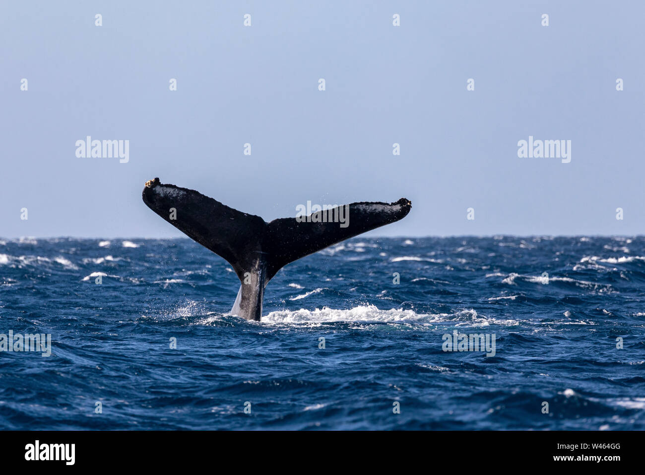 Humpback Whale Tail High Resolution Stock Photography and Images - Alamy