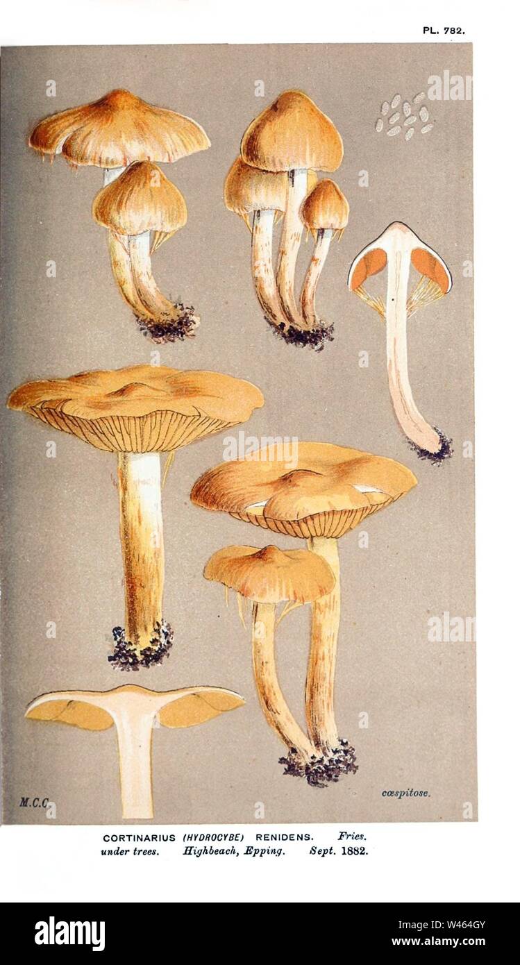 Cooke-Illustrations of British Fungi-Pl.782 Stock Photo - Alamy Cooke-Illustrations of British Fungi-Pl.782 Stock Photo - Alamy