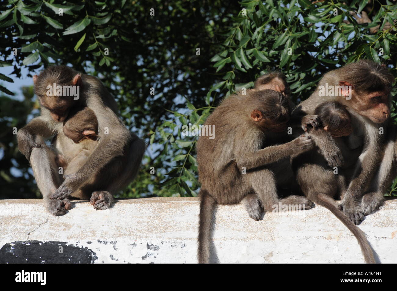 A group of monkeys playing together Stock Photo - Alamy