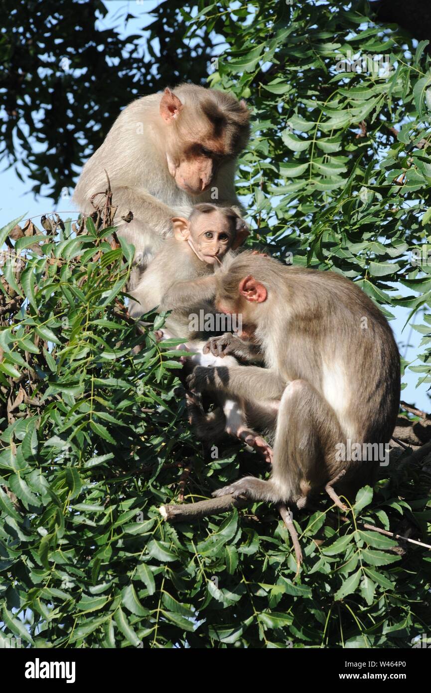 Monkey trio hi-res stock photography and images - Alamy