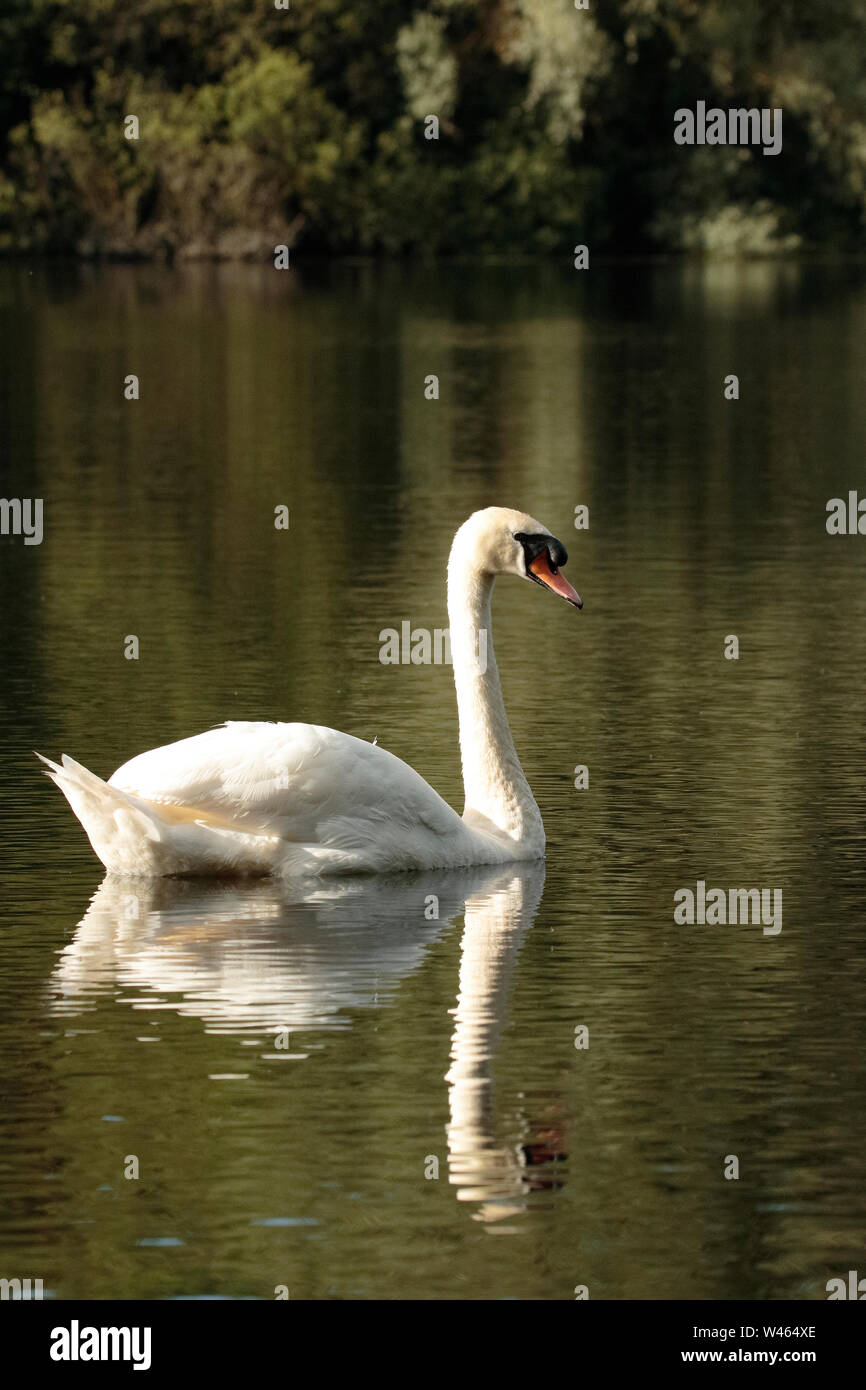 Webbed feet swan hi-res stock photography and images - Alamy