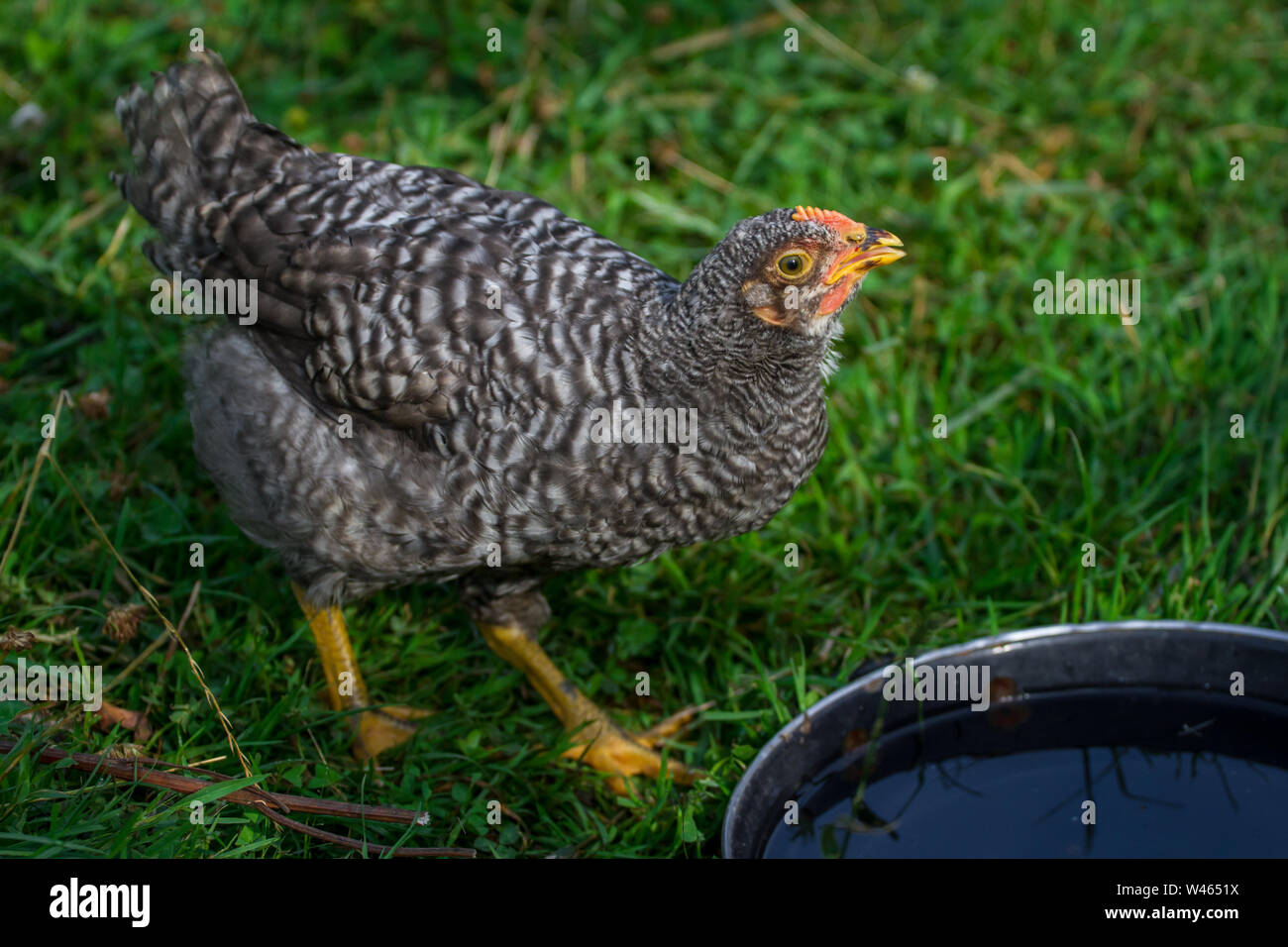 Amrock hybrid chicken drinking water Stock Photo - Alamy