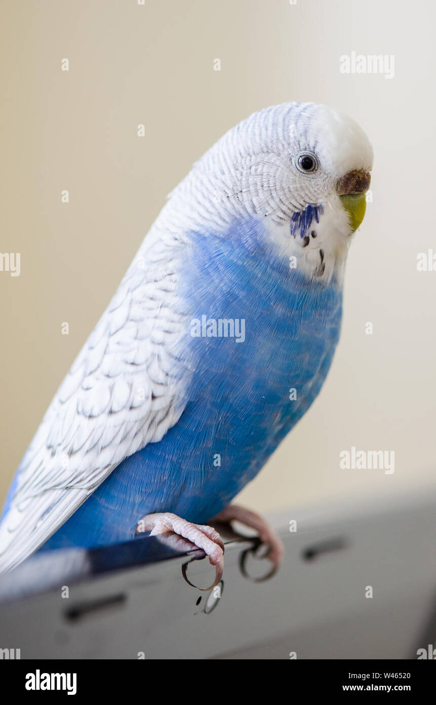 White blue budgie High Resolution Stock Photography and Images - Alamy