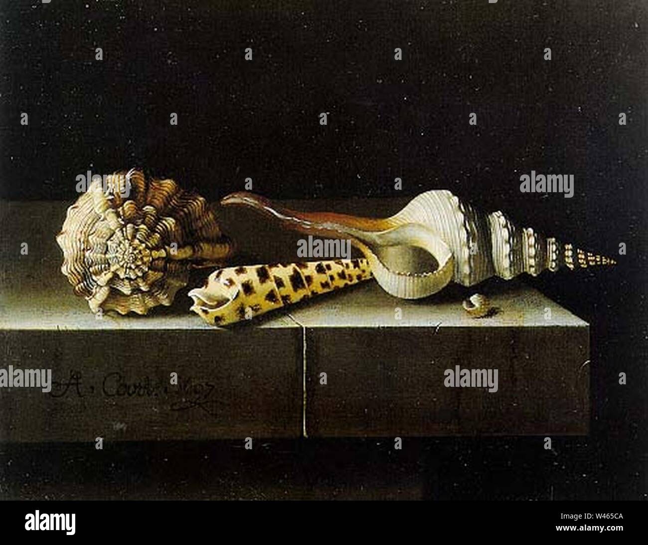 Coorte Adriaen - Still Life with Shells - 1697 Stock Photo - Alamy