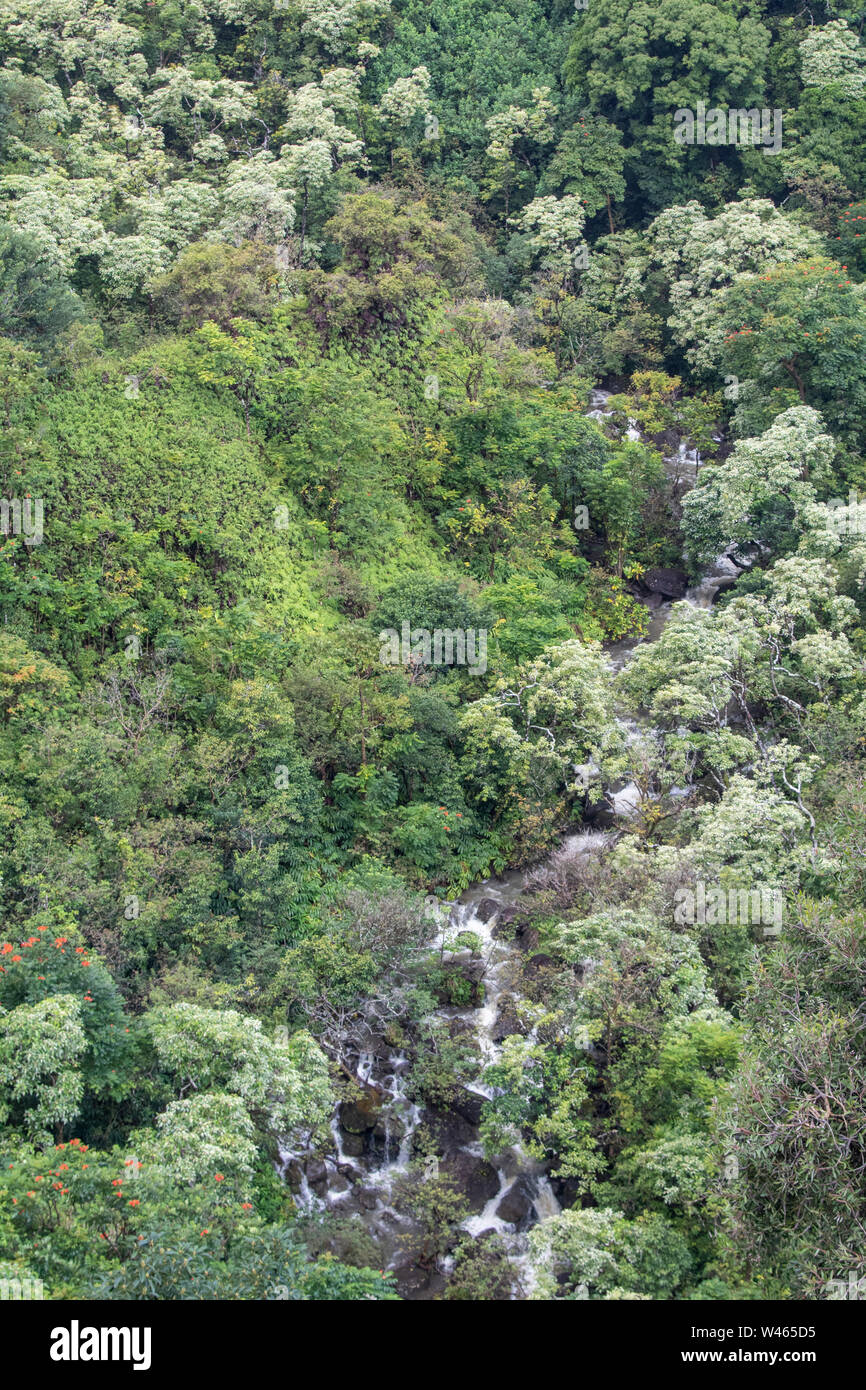 Hawaii rain forest hi-res stock photography and images - Alamy