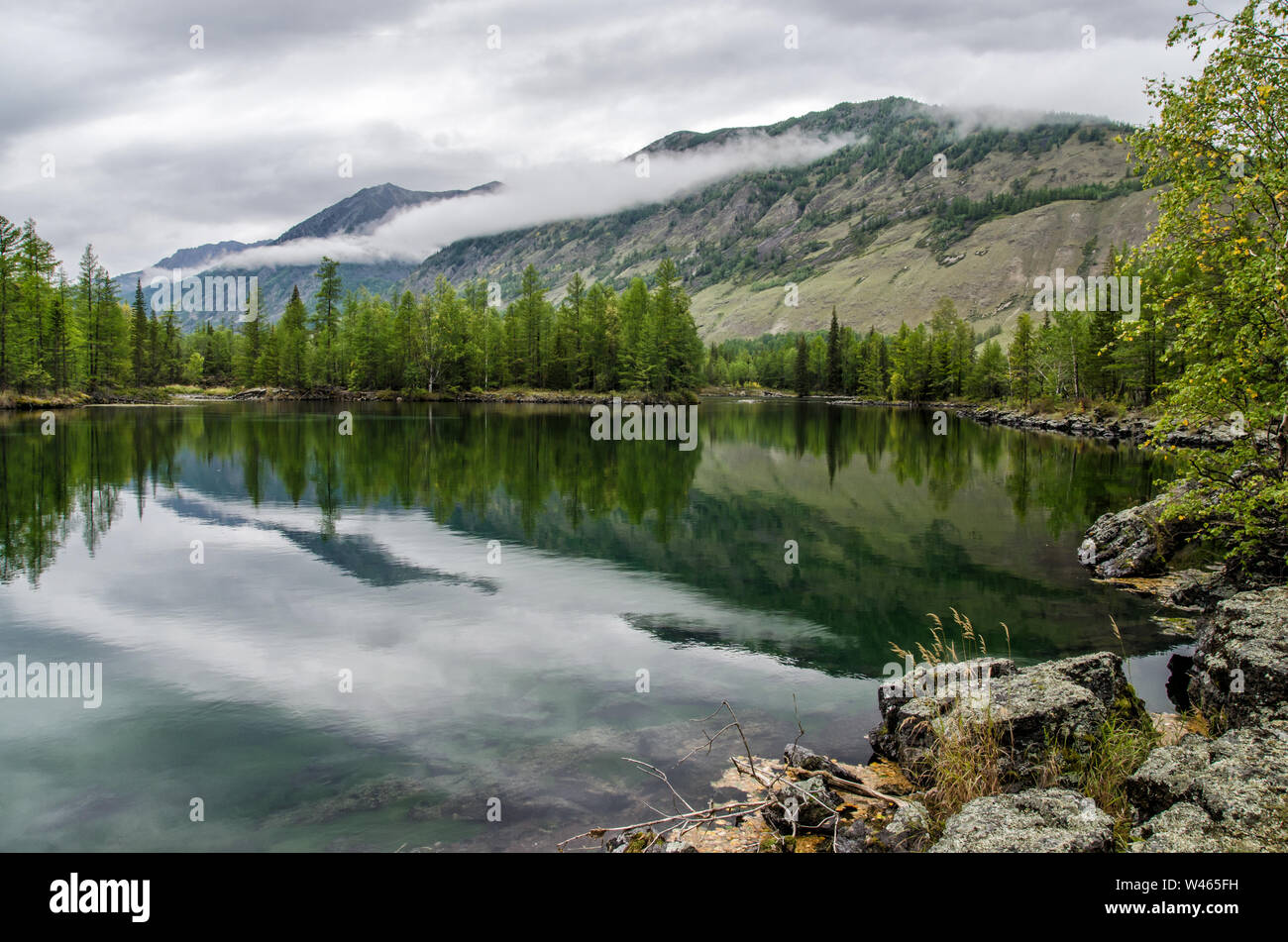 Siberia pine forest hi-res stock photography and images - Alamy