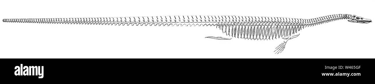 Elasmosaurus Skeleton