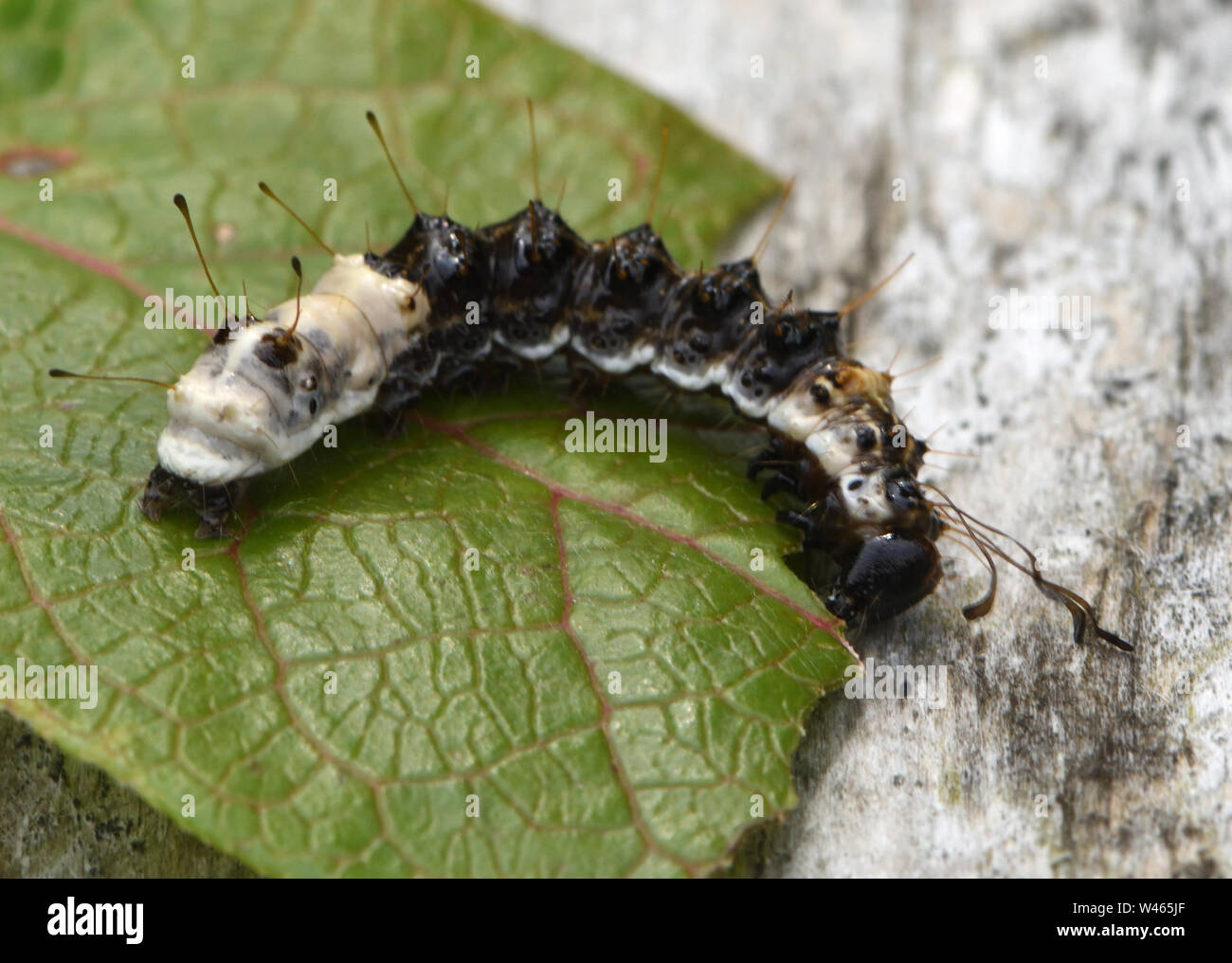 Early instars of Alder Moth (Acronicta alni) lava bear a remarkable ...