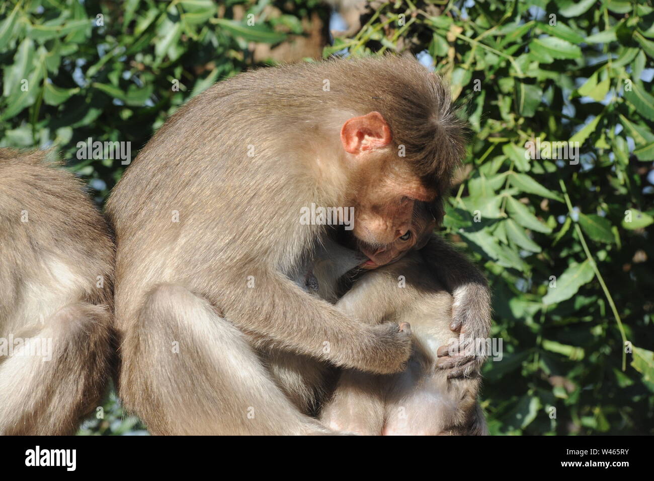 Monkey wonders hi-res stock photography and images - Alamy