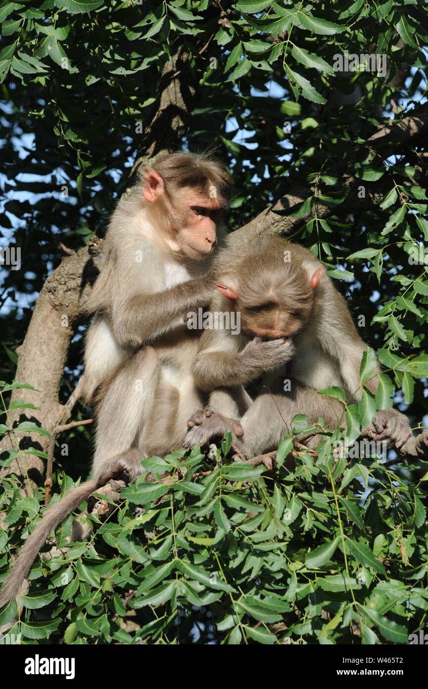 Monkey scratching the back of another monkey hi-res stock photography ...
