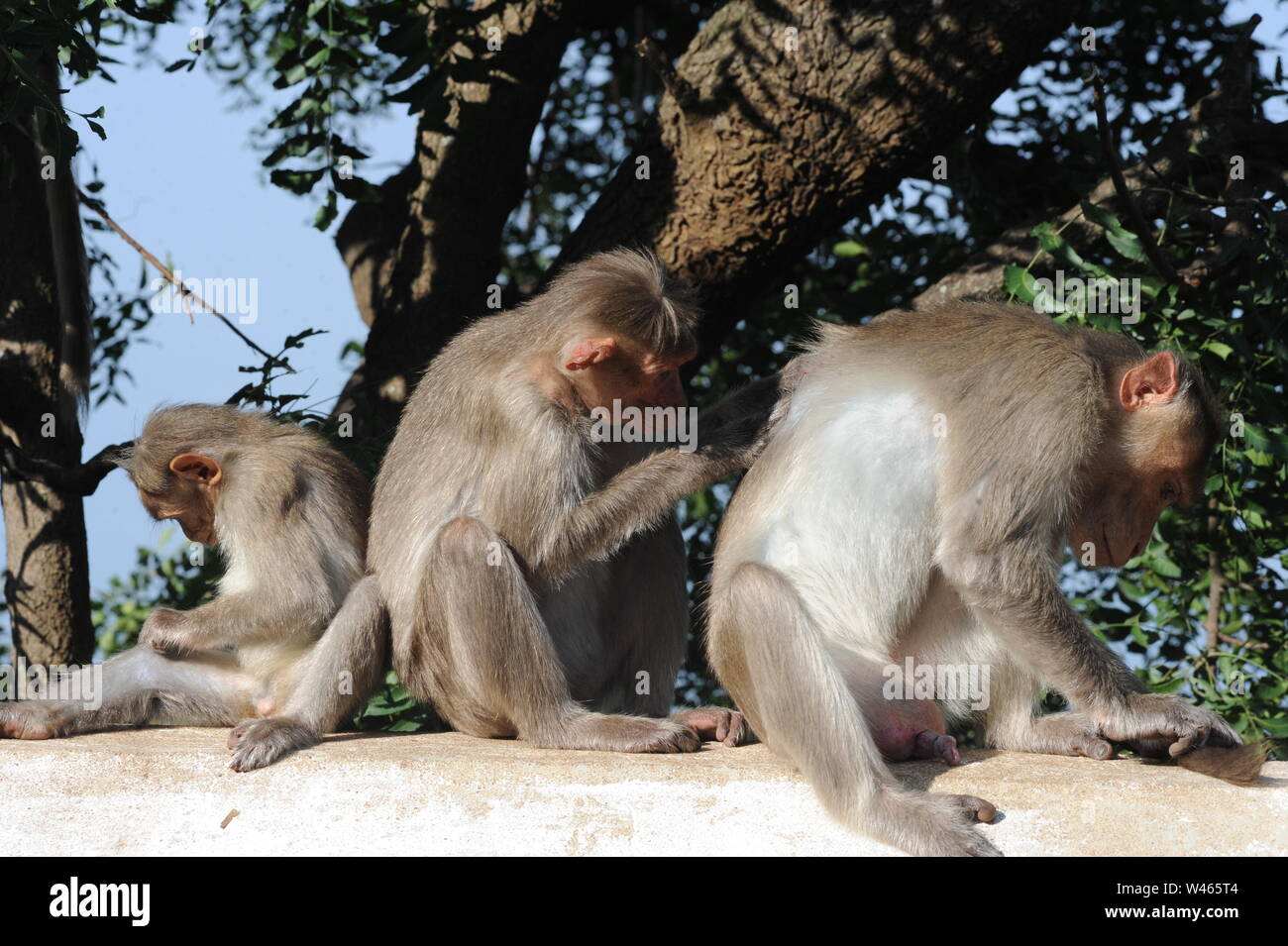 Monkeys Scratching Each Other High Resolution Stock Photography and ...