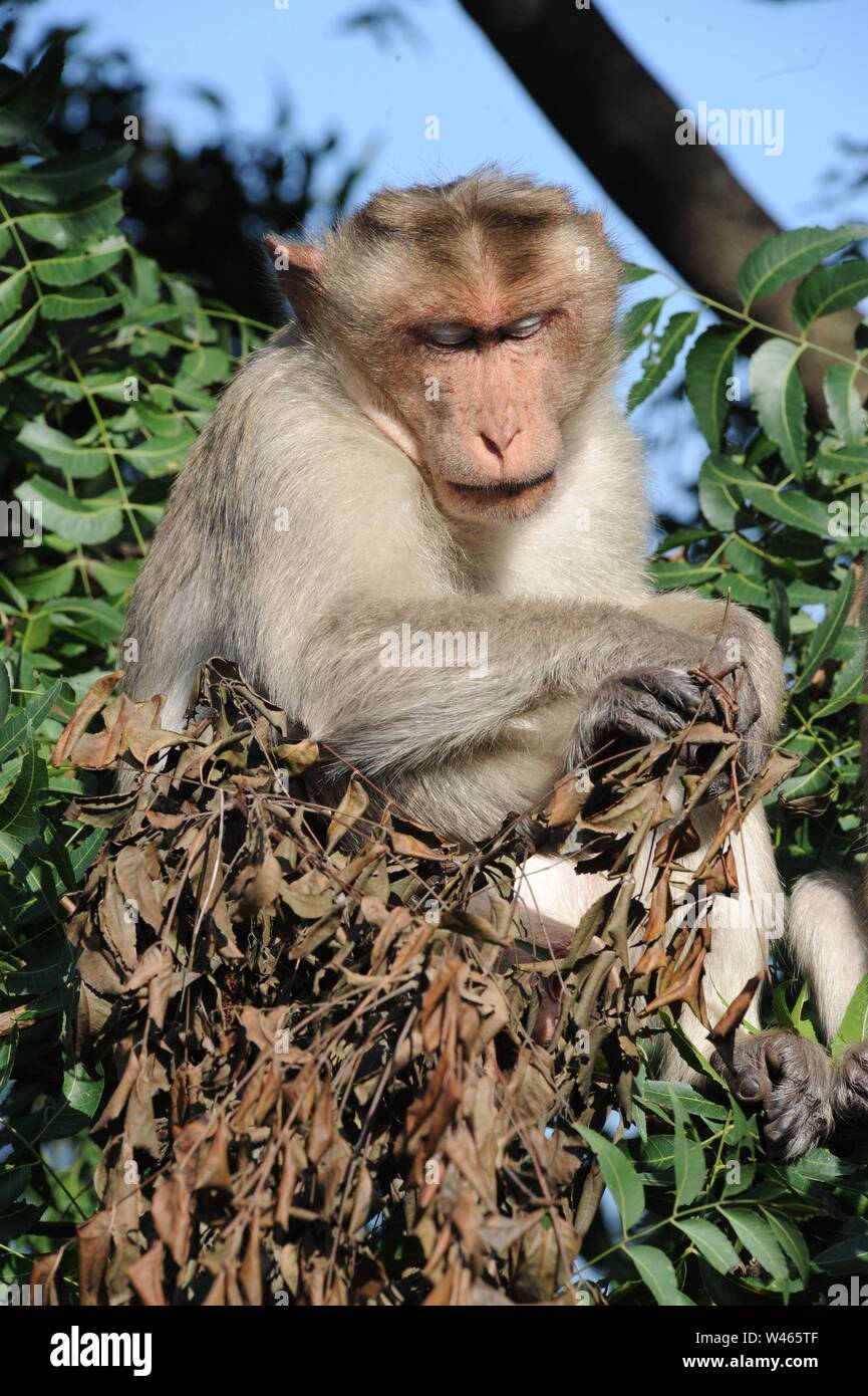 Single monkey hi-res stock photography and images - Alamy
