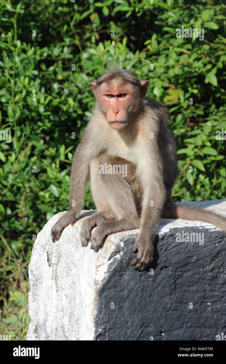 Monkeys sitting on stone hi-res stock photography and images - Alamy