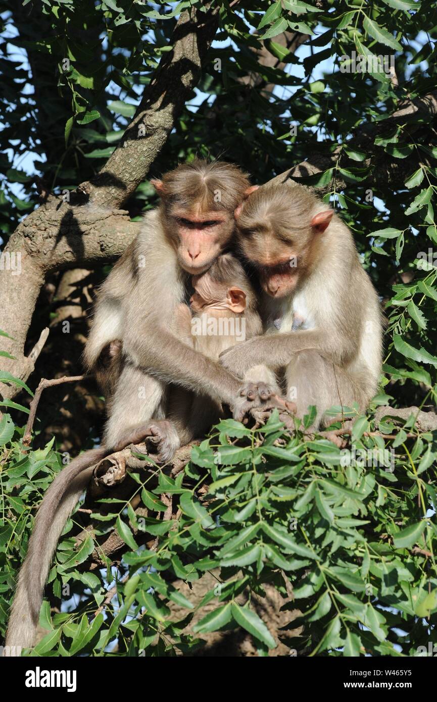 The three monkeys hi-res stock photography and images - Alamy