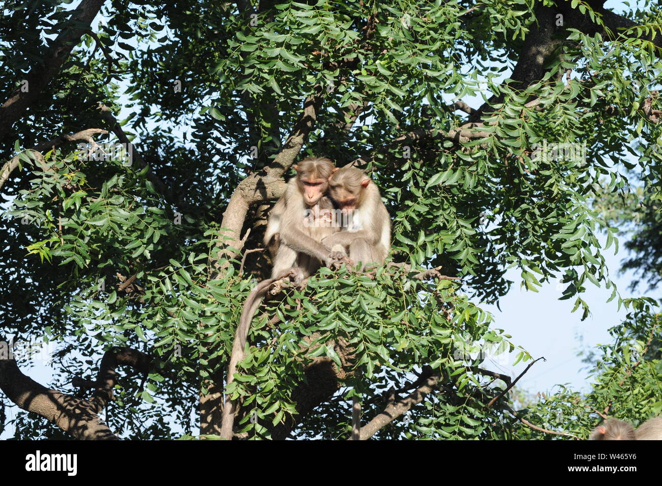 The three monkeys hi-res stock photography and images - Alamy