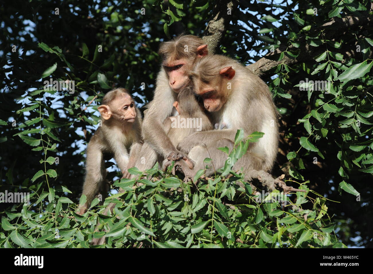 Three monkeys perched together Stock Photo - Alamy